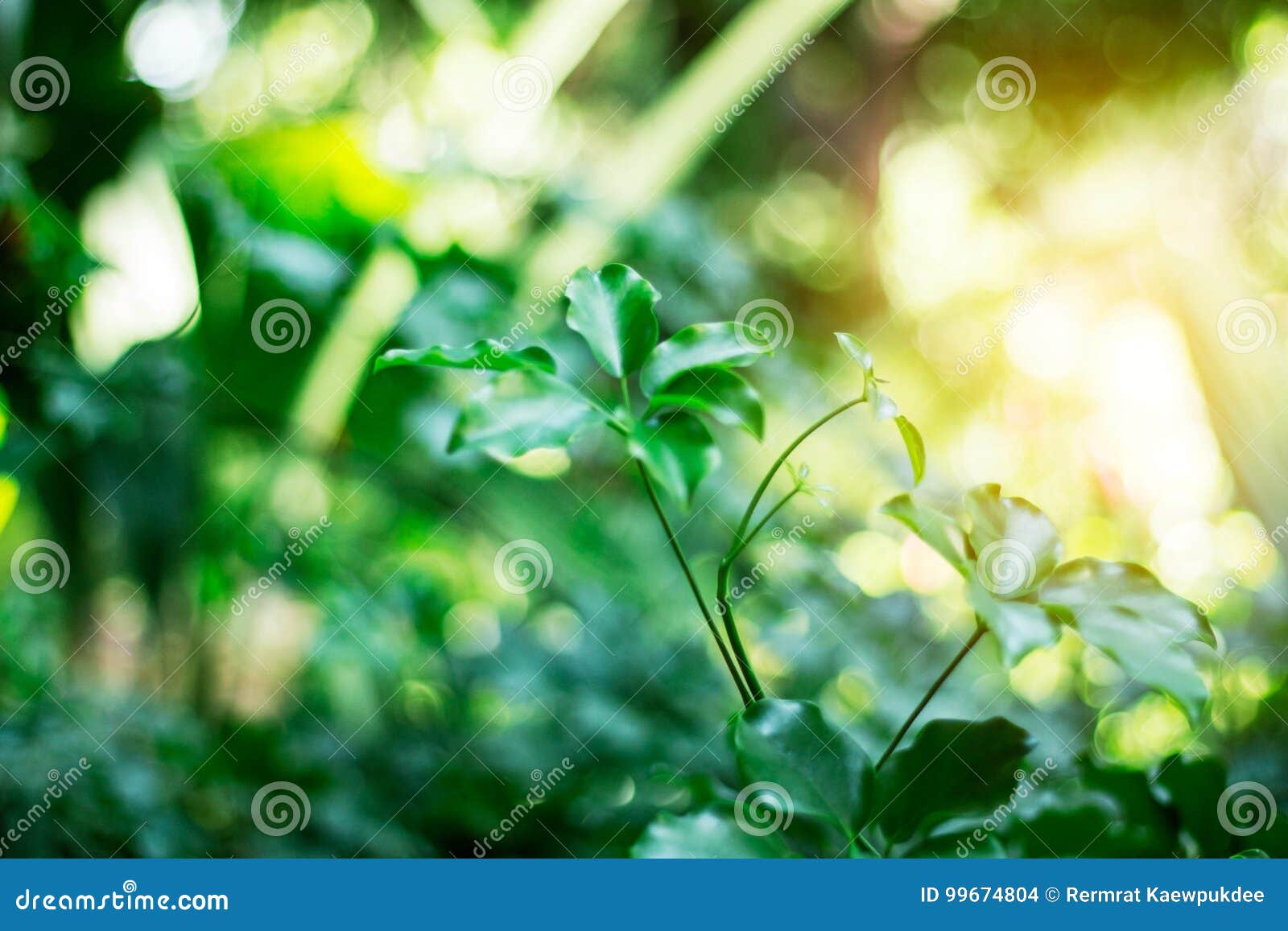 Plants with Sunlight in Nature. Stock Photo - Image of outdoor, detail ...