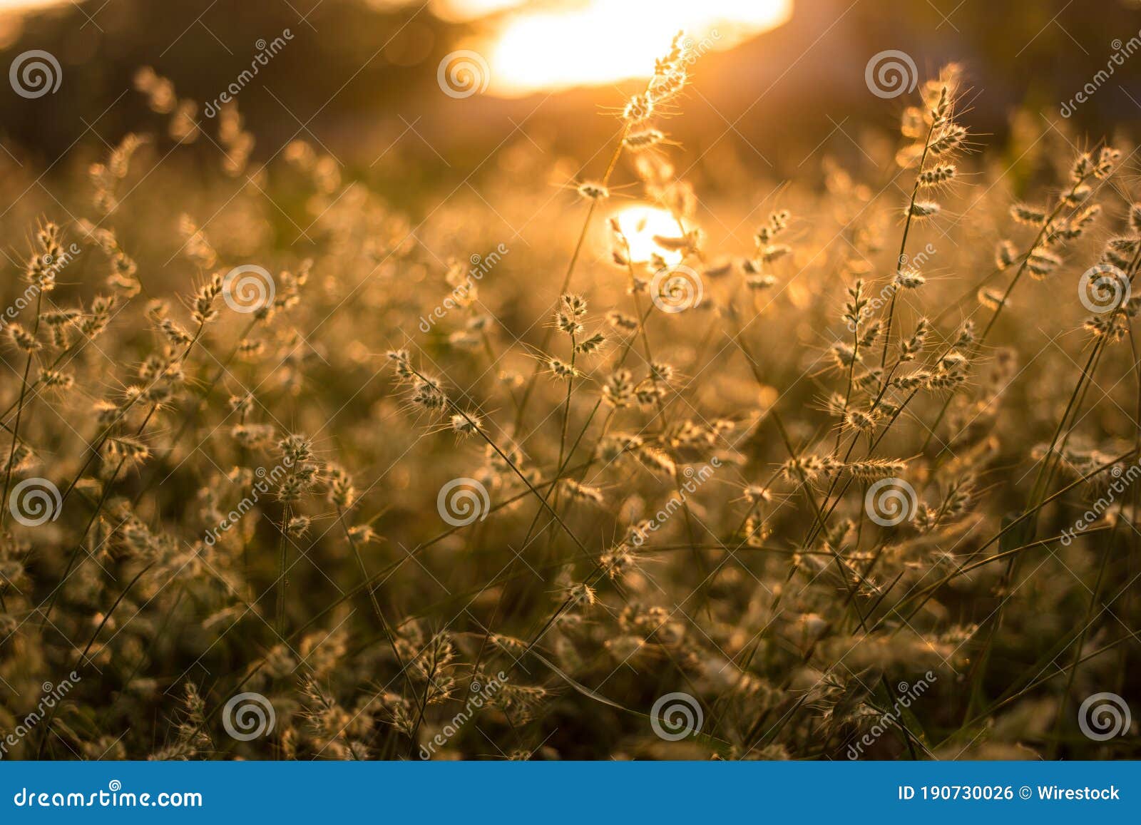 Plants in Sunset, Orange Sun Rays Penetrating through the Stems Stock ...