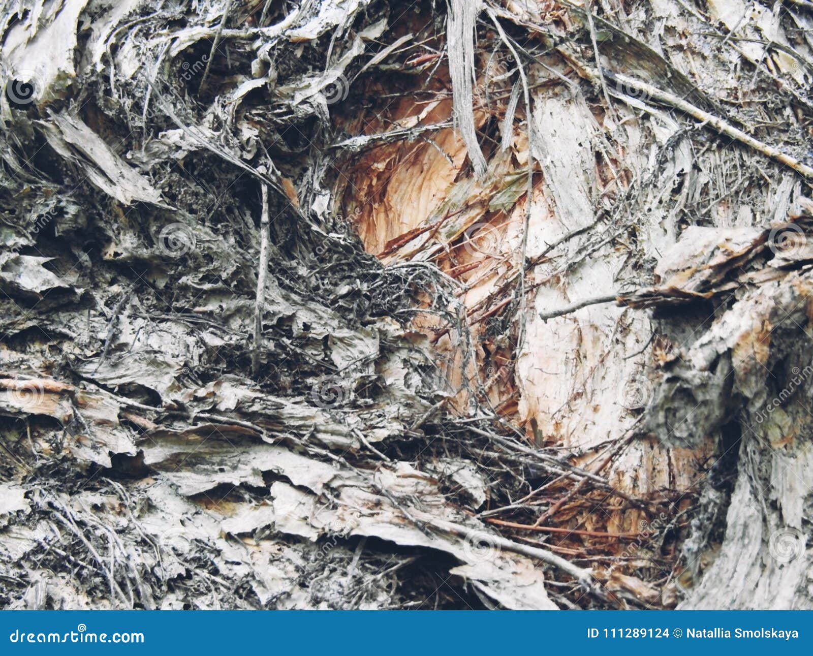 Tree skin stock photo. Image of macro, surface, plants - 111289124