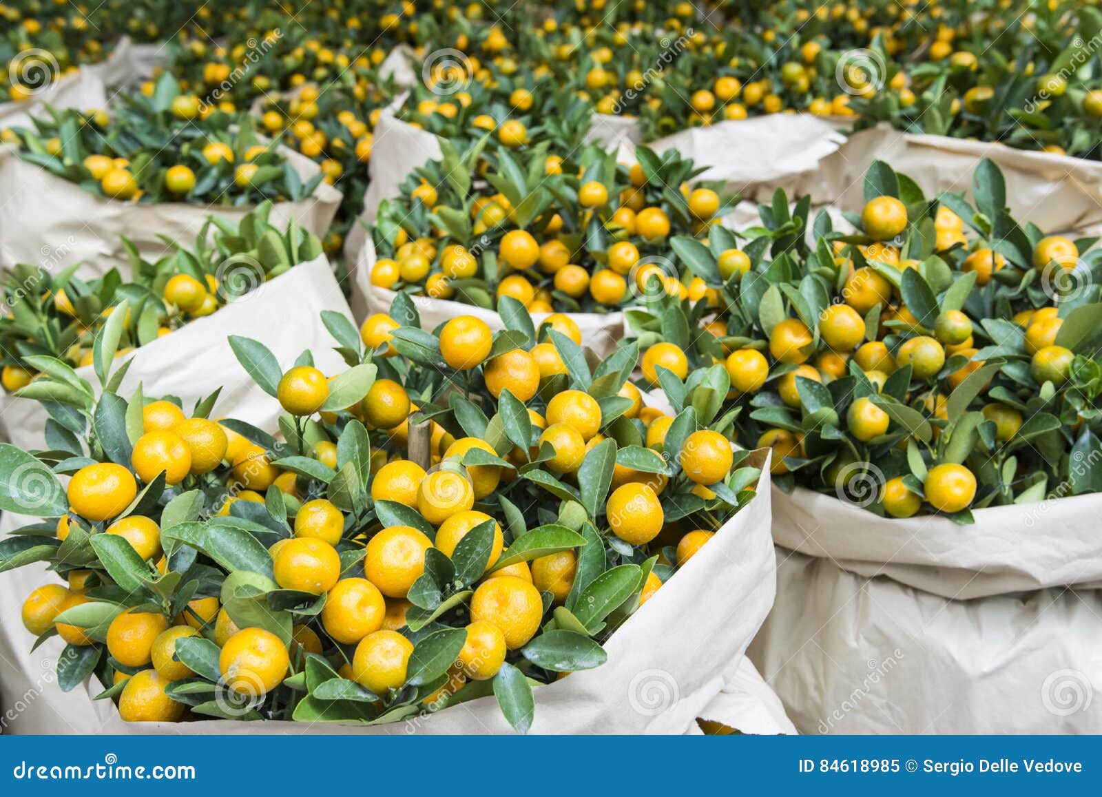 Plants of tangerines stock image. Image of healthy, food - 84618985