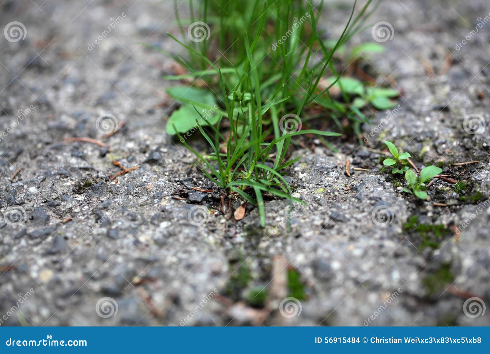 Plants on a tarred road. stock photo. Image of closeup - 56915484