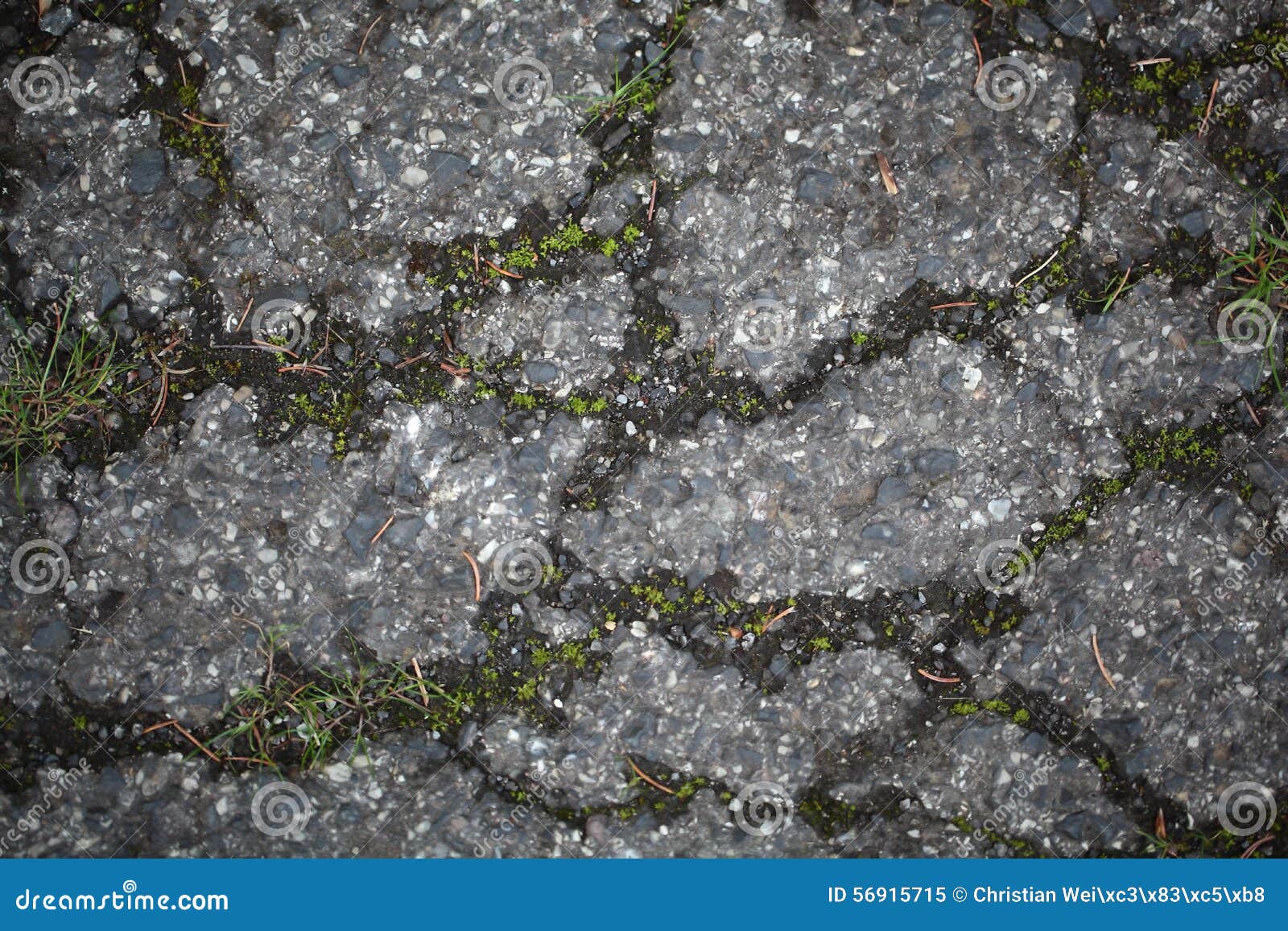 Plants on a tarred road. stock image. Image of effect - 56915715