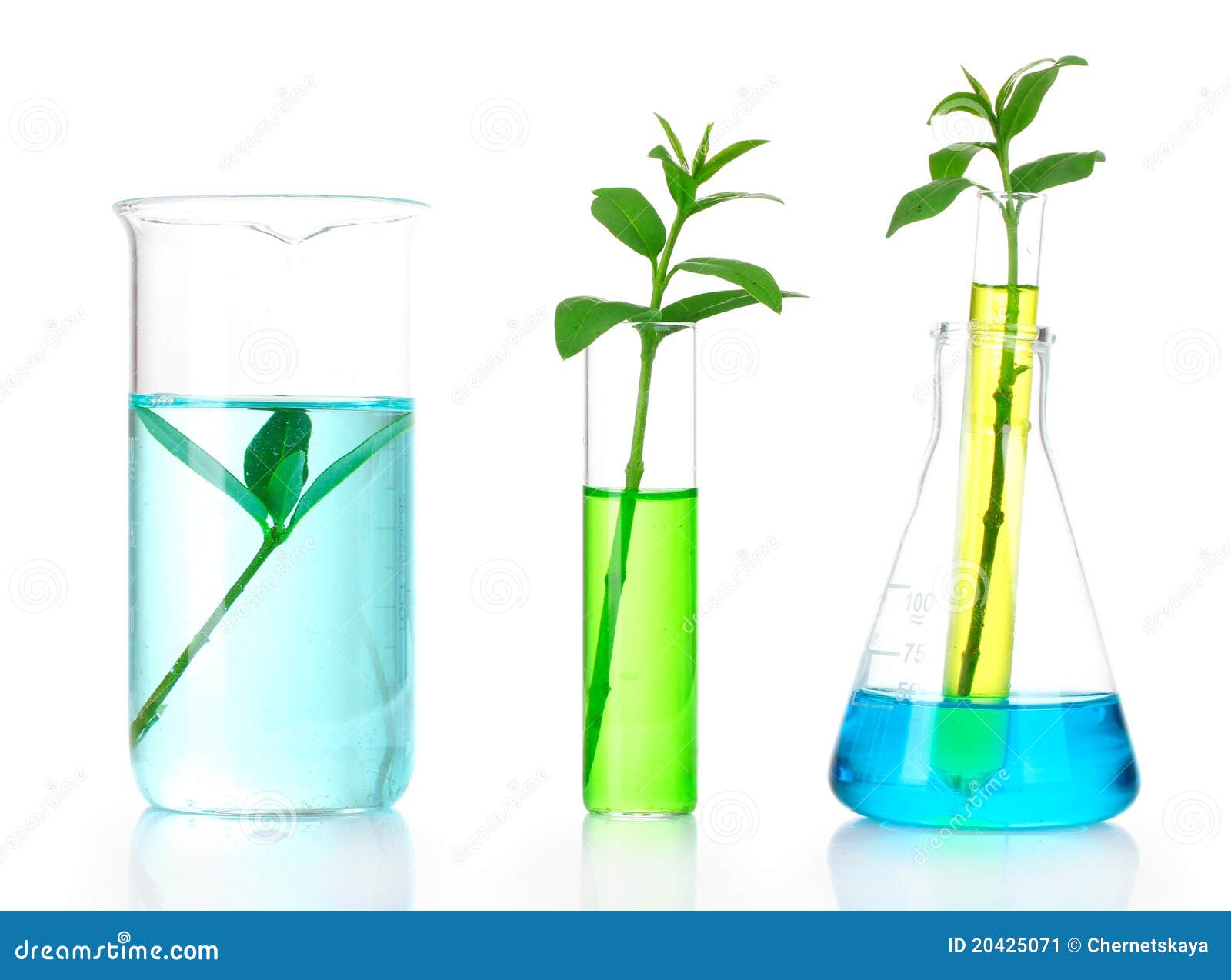 Plants in a test tube stock image. Image of studying - 20425071