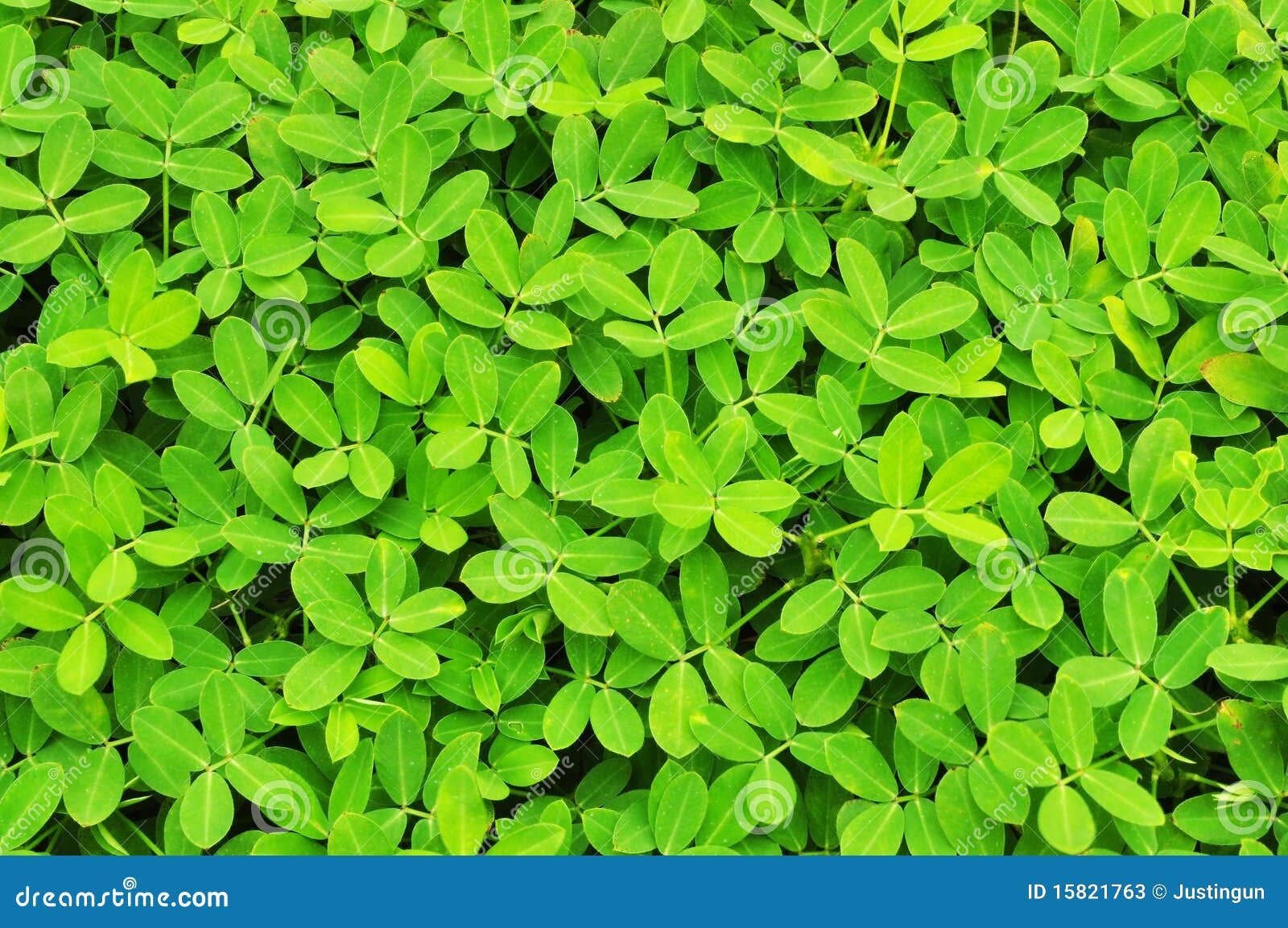 Plants texture stock image. Image of grow, nature, light - 15821763