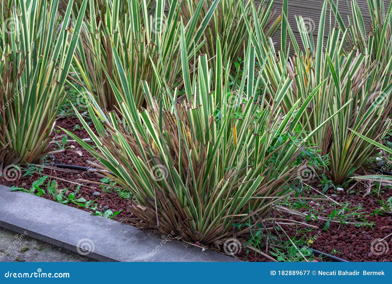Front View Plants Texture Background Stock Image - Image of background ...