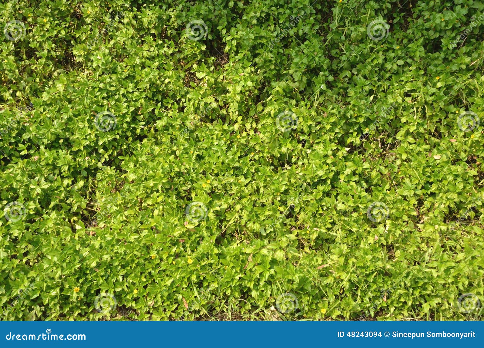 Plants texture stock photo. Image of garden, plants, background - 48243094