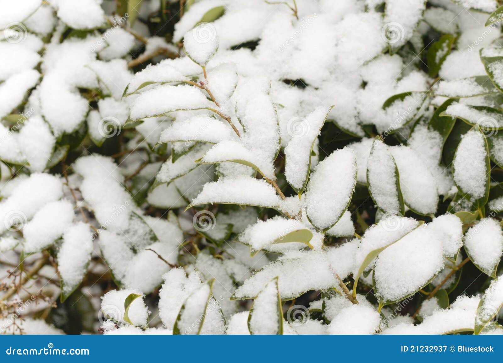 Plants in thick snow stock image. Image of weather, covered - 21232937