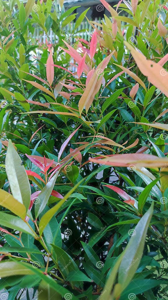 Plants with Thin, Slender Leaves Have a Plain Texture Stock Photo ...