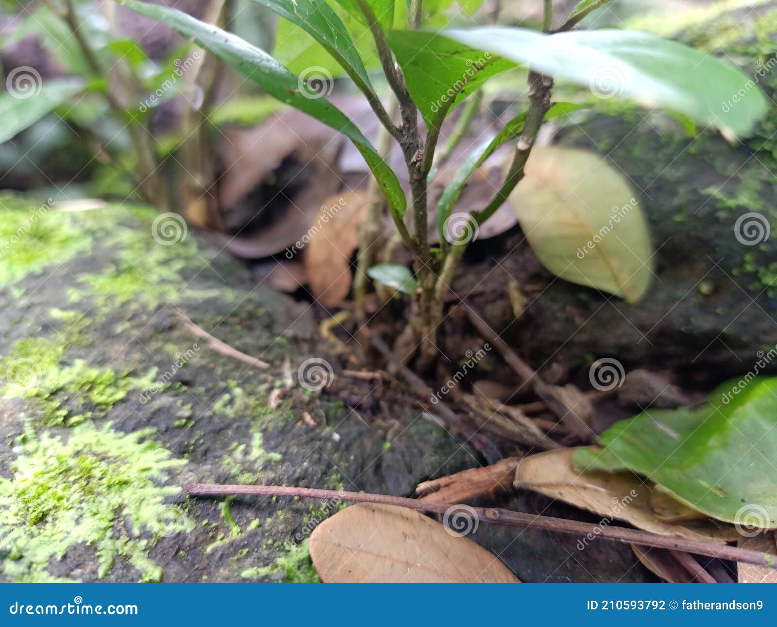 Plants that Thrive in Rock Cracks. Stock Photo - Image of soil, herb ...