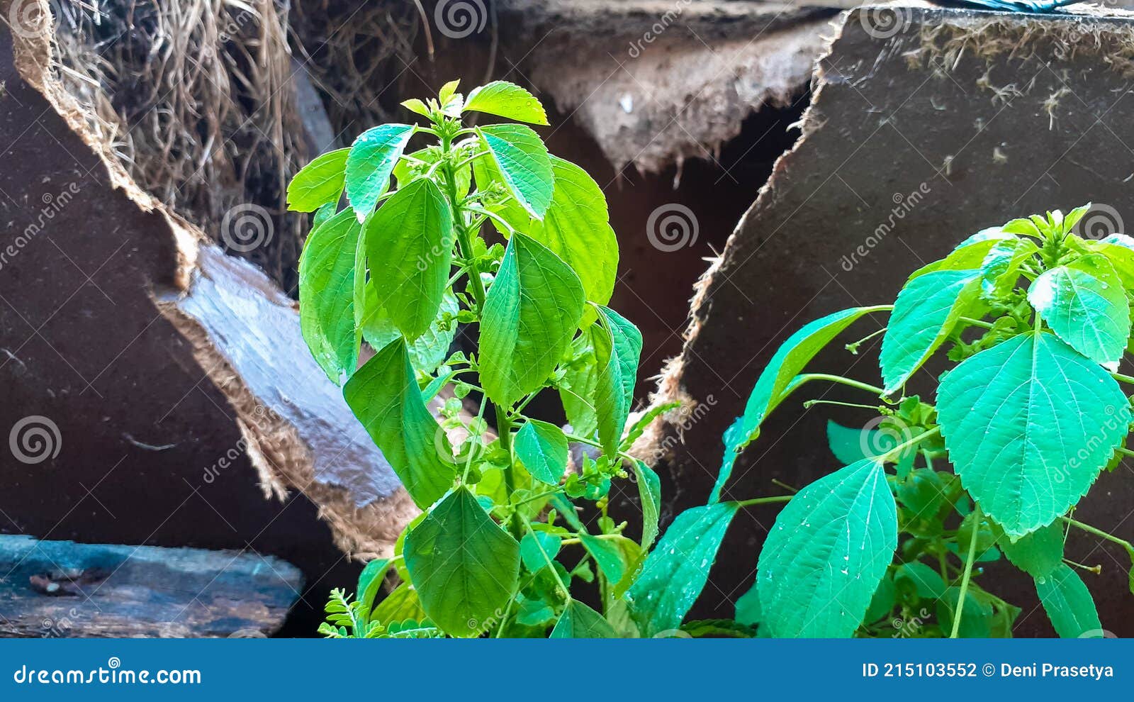 Plants Growing in the Ruins Stock Photo - Image of house, fresh: 215103552