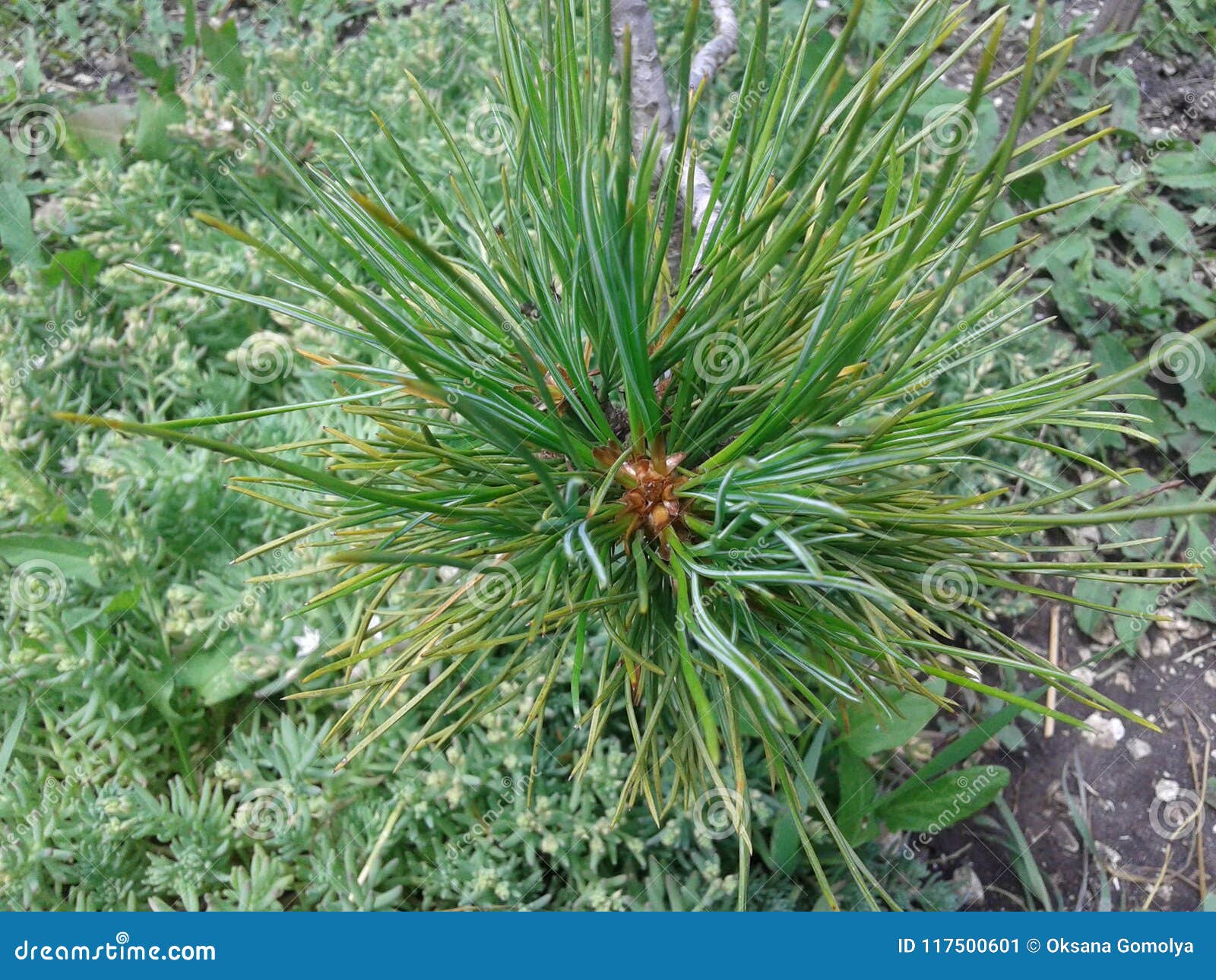 Cedar, Plants, Nature, Summer Stock Image - Image of tree, nature ...