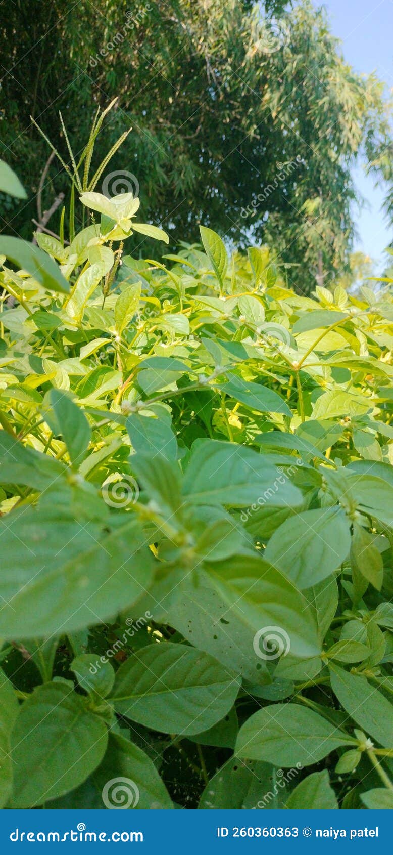 Plants and Trees ðŸ˜ Flowers and Garden Vegetable Stock Image - Image ...