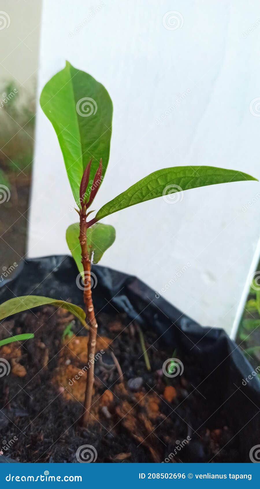 Baby guava stock photo. Image of garden, polibag, trees - 208502696