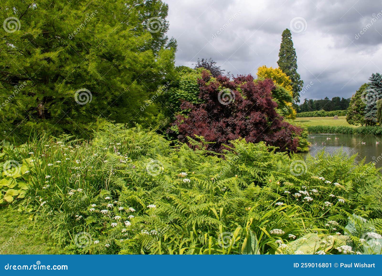 Plants and Trees in Foreground Overlooking Lake Stock Image - Image of ...