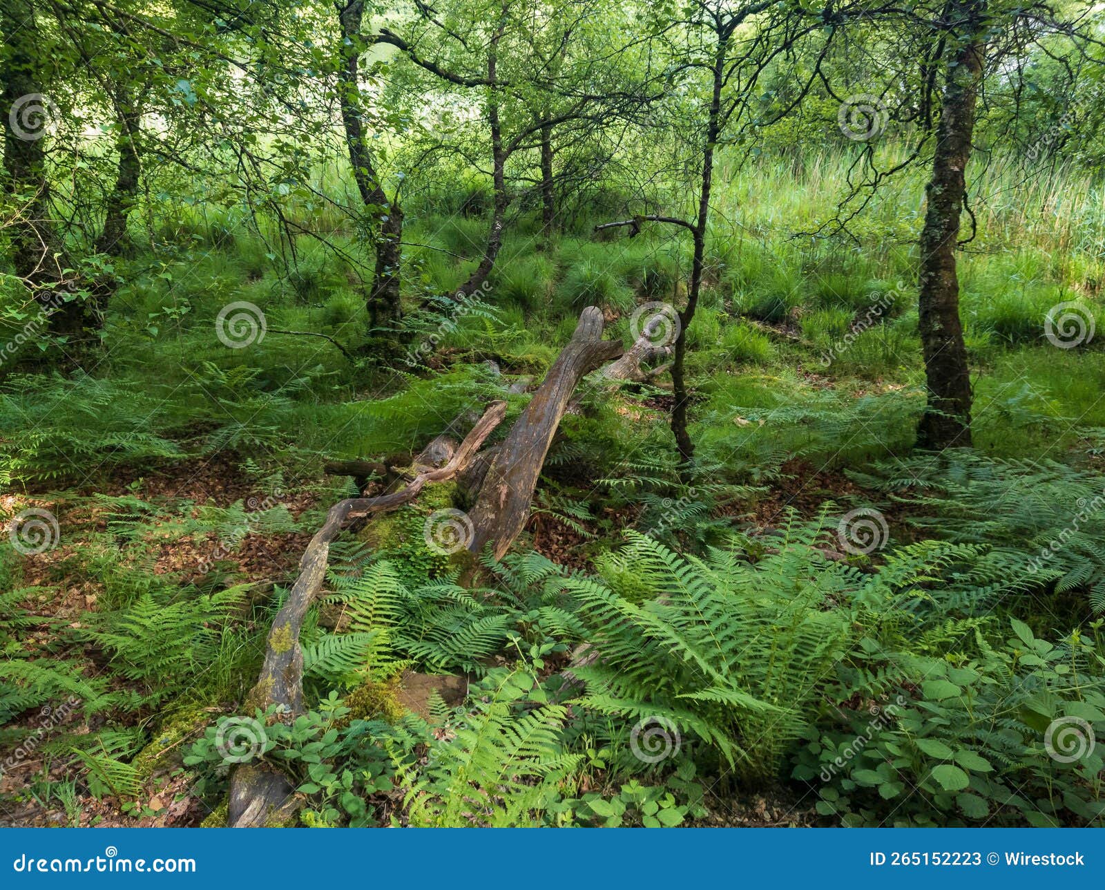 Plants and Trees in the Forest Stock Image - Image of plants, green ...