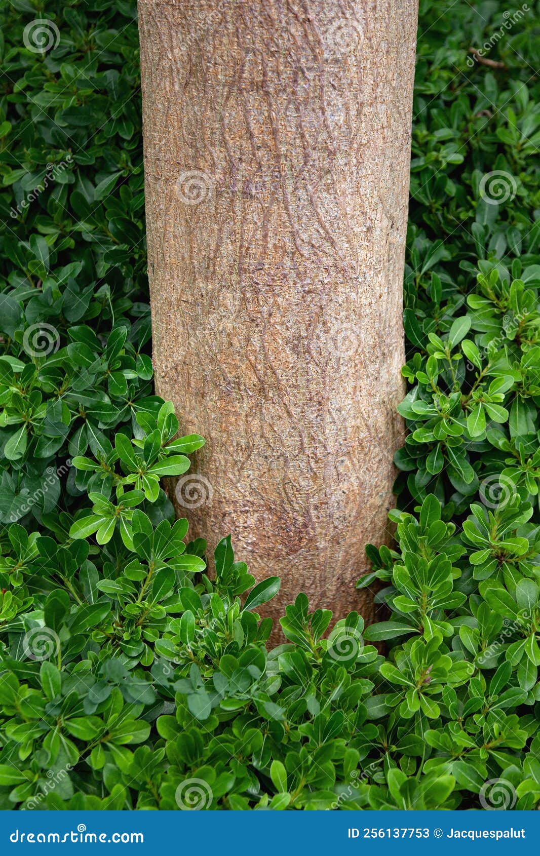 When Plants and Trees Get Along Well Stock Image - Image of growth ...