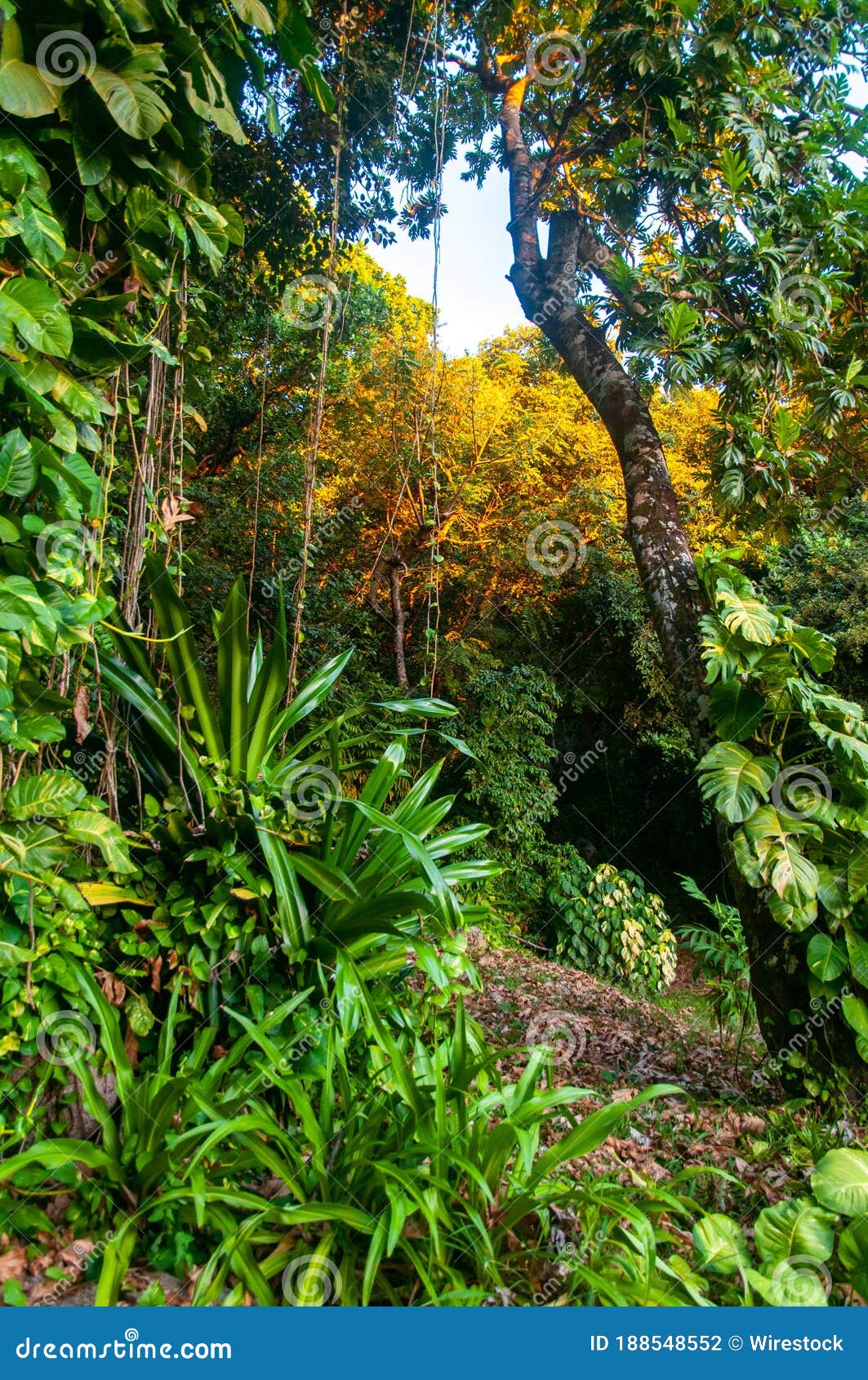 Plants and the Trees Gleaming Under the Blue Sky in the Jungle Stock ...