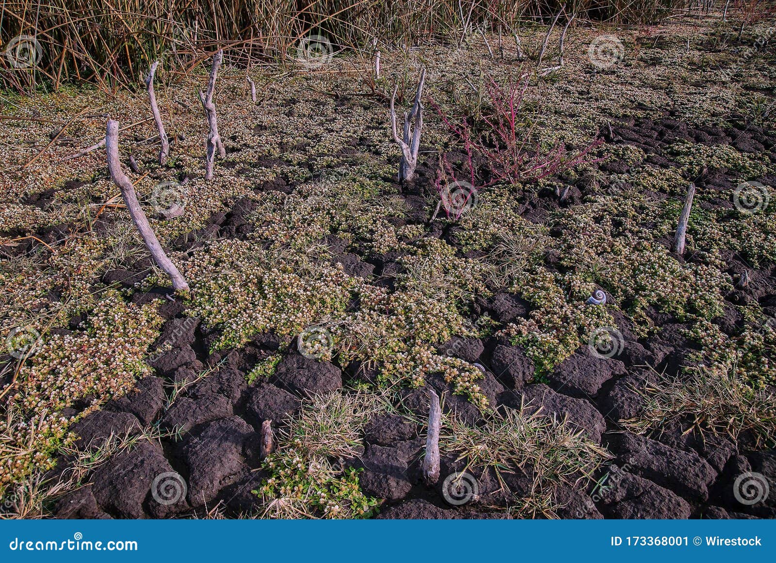 Plants and Trees Growing on a Soil Ground Stock Image - Image of spring ...