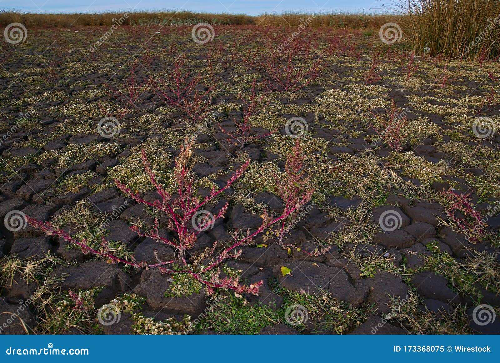 Plants and Trees Growing on a Soil Ground Stock Image - Image of earth ...