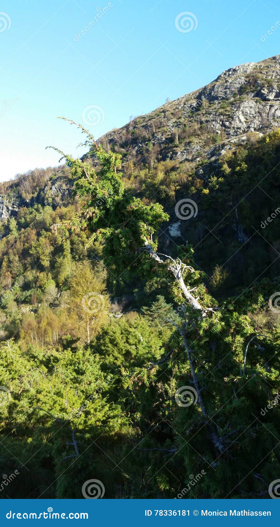 Plants and Trees on Mountain Stock Image - Image of mountain, plants ...