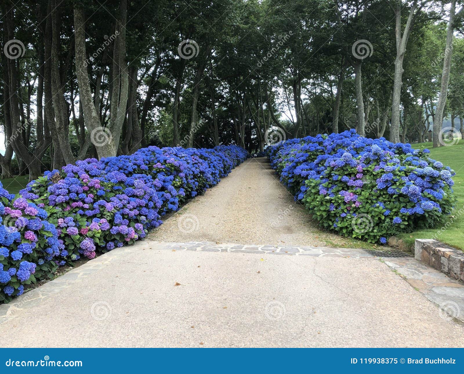 Blue walkway stock image. Image of walkway, path, trees - 119938375