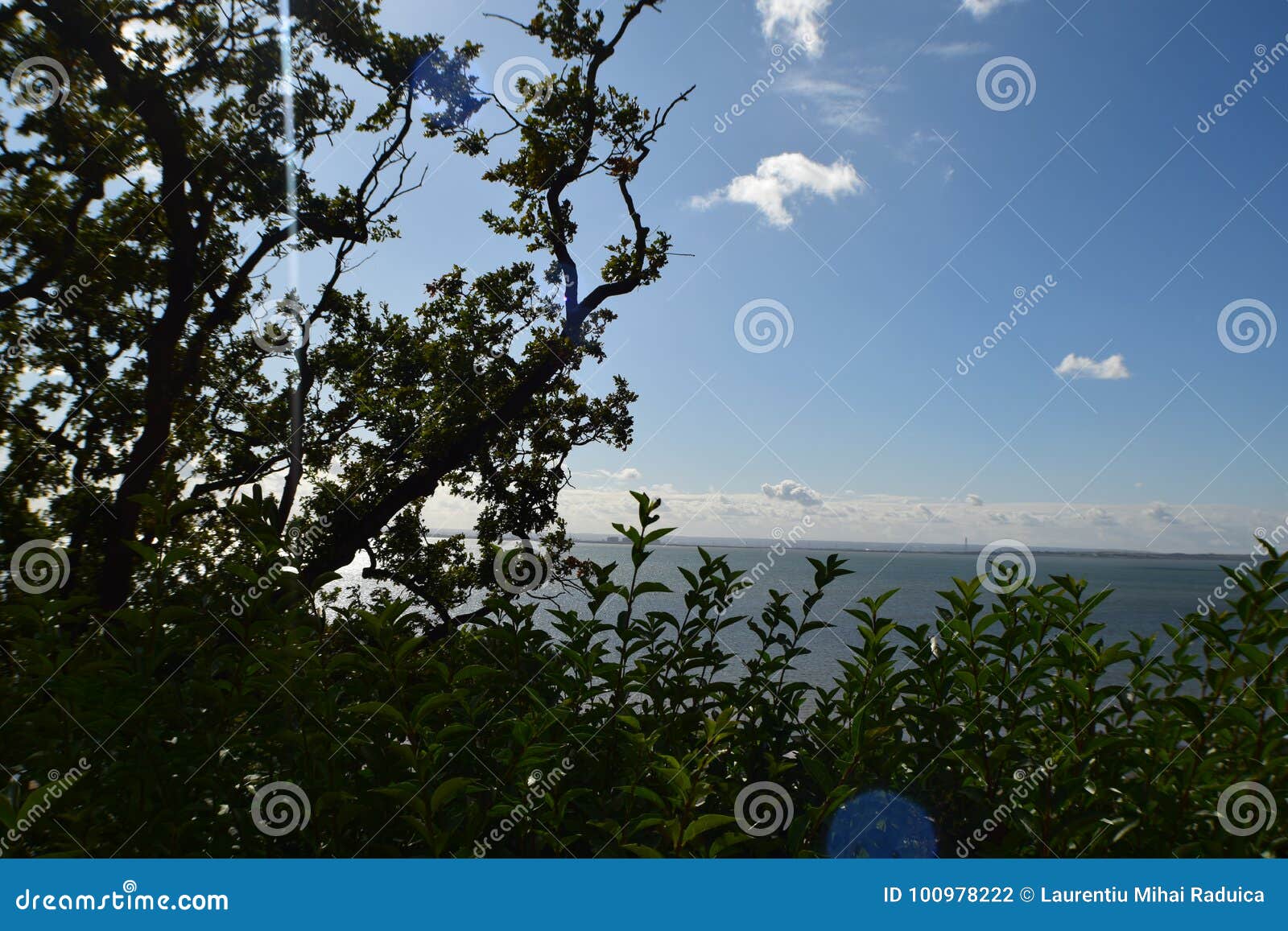 Plants, Trees, Seaside and Sky Stock Photo - Image of landscape, nature ...