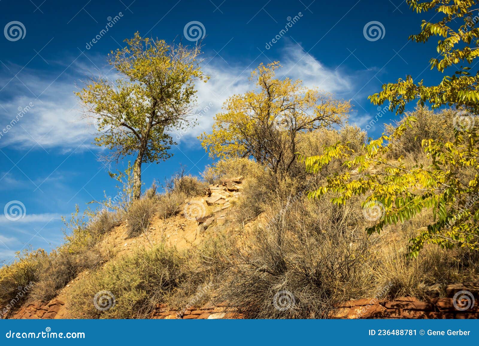 Desert Plants on the Hillside Stock Image - Image of beautiful, ambient ...