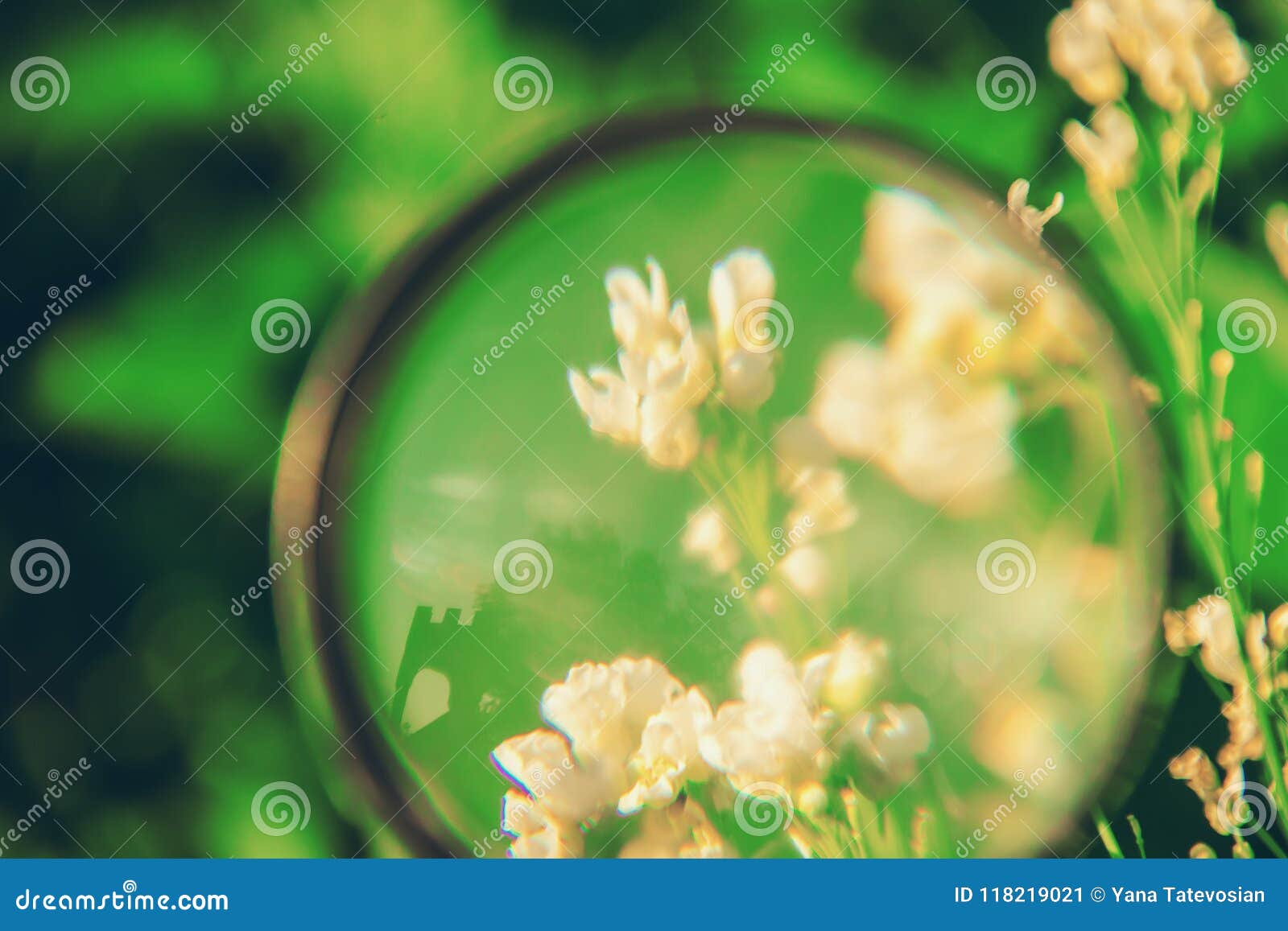 Plants Under the Magnifying Glass. Increase Stock Image - Image of ...