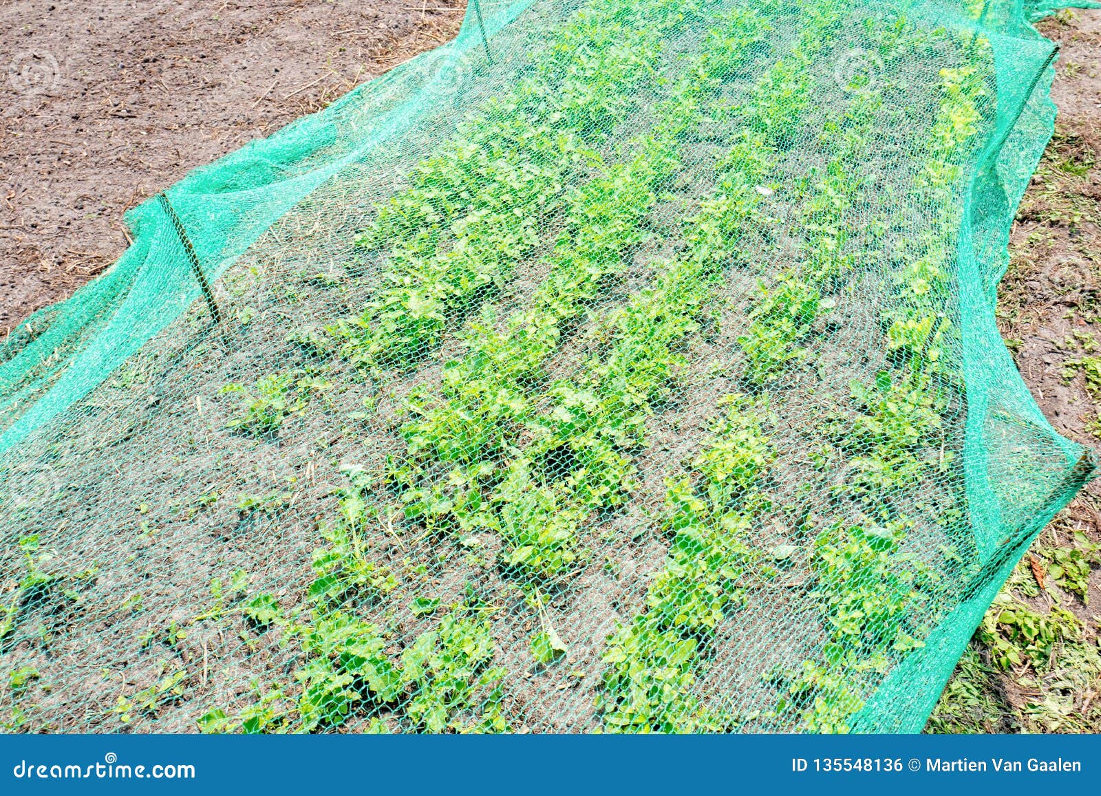 Plants Under a Protective Net. Stock Photo - Image of cover, breeding ...