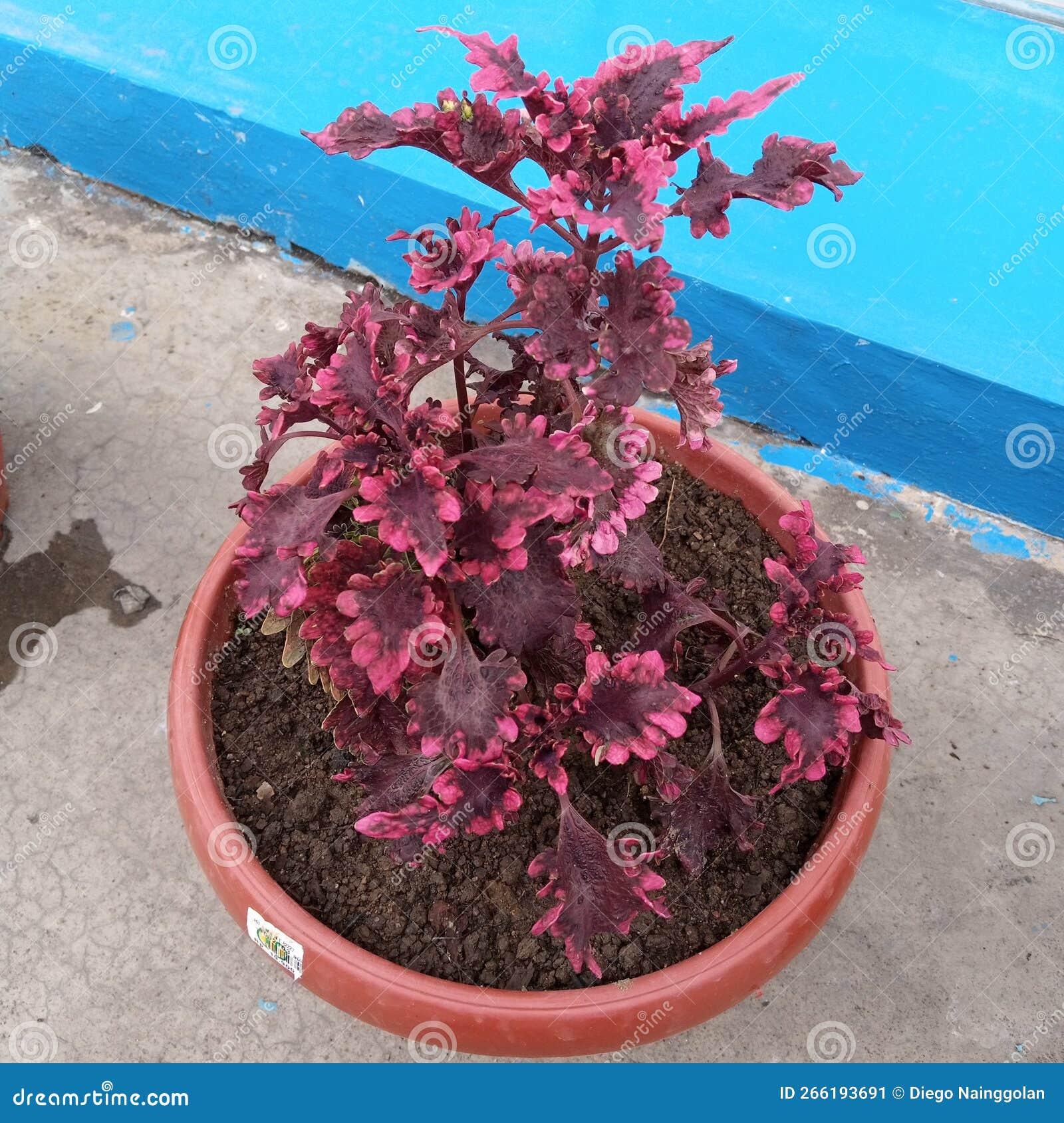 Plants with Unique Leaf Colors and Textures Editorial Photo - Image of ...