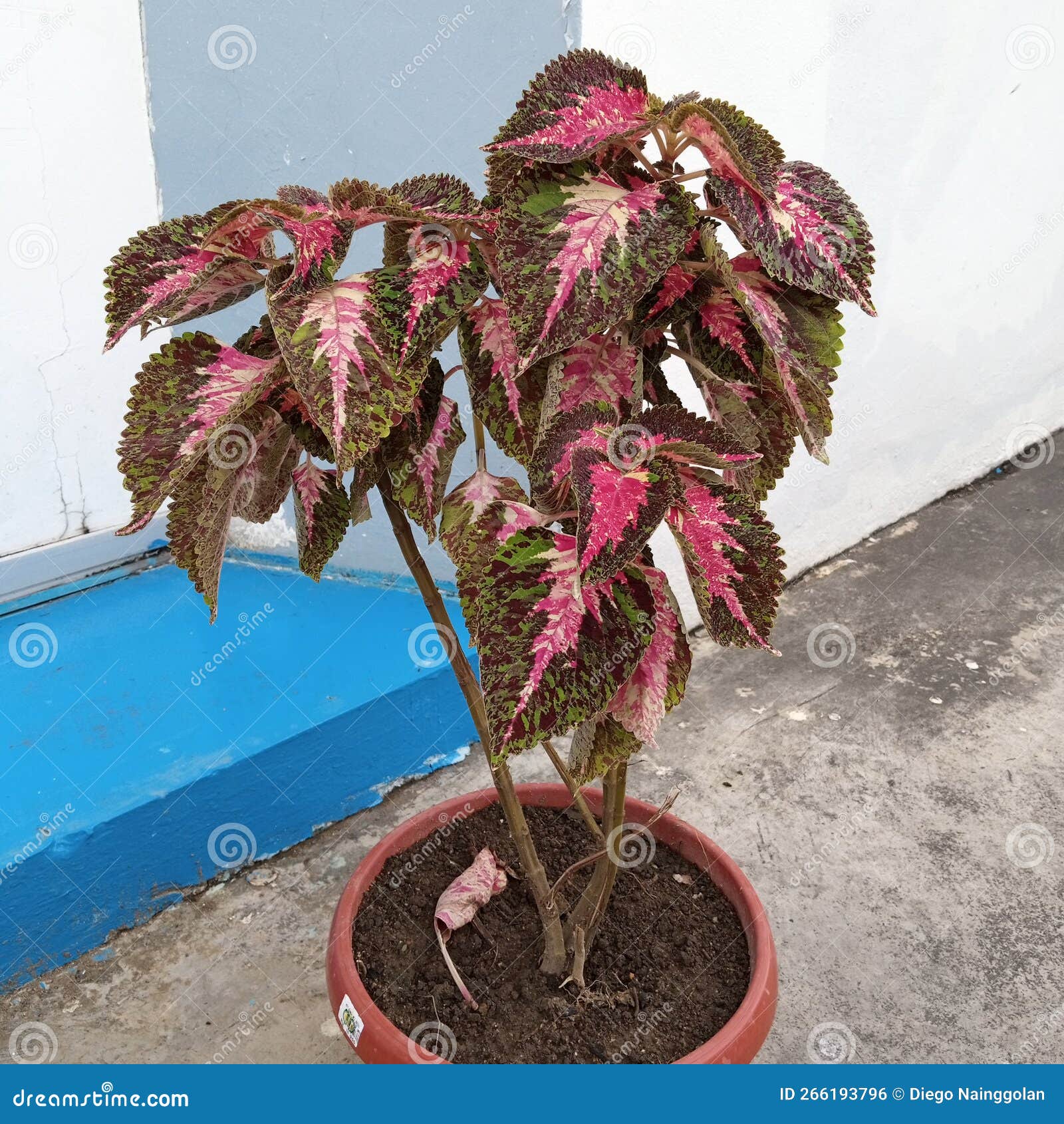 Plants with Unique Leaf Colors and Textures Editorial Photo - Image of ...