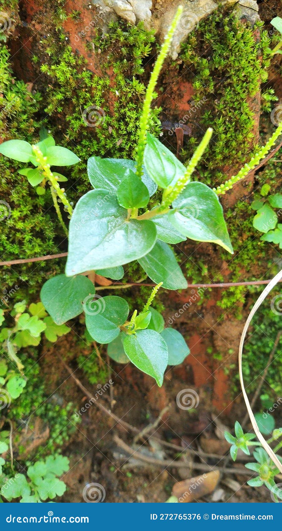 Plants that are Used As Traditional Medicine for Toothache Stock Photo ...