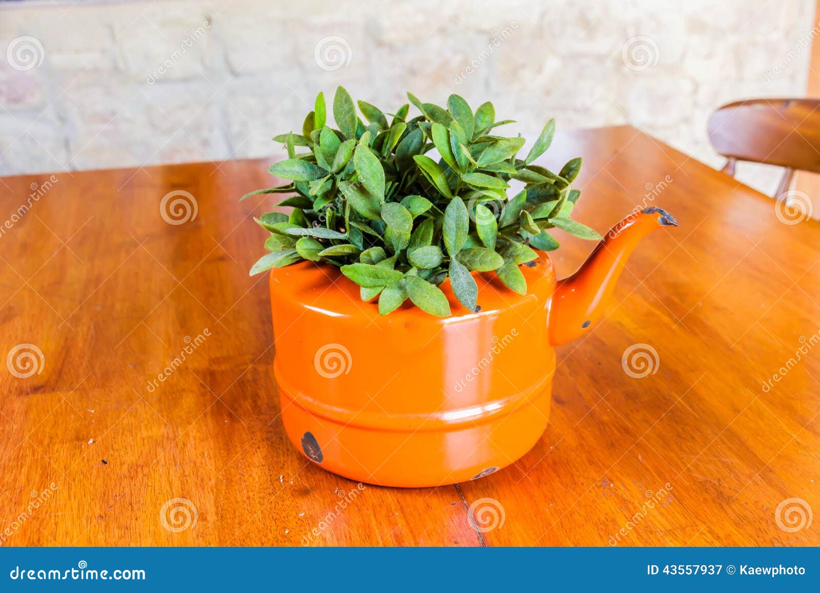 Plants in a vase kettle. stock image. Image of relax - 43557937