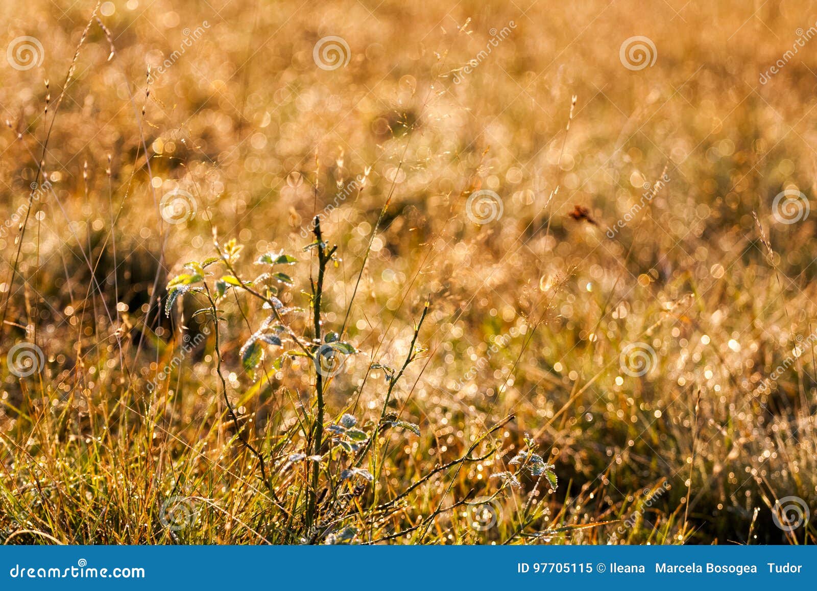 Plants and Vegetation in the Morning Light Stock Image - Image of ...