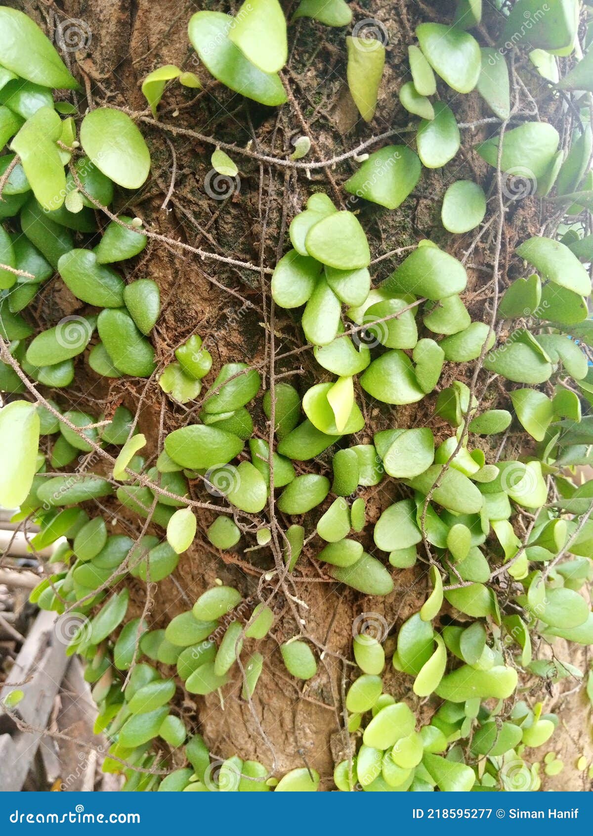 Plants Vines on Trees Spread Upwards Stock Image - Image of flower ...