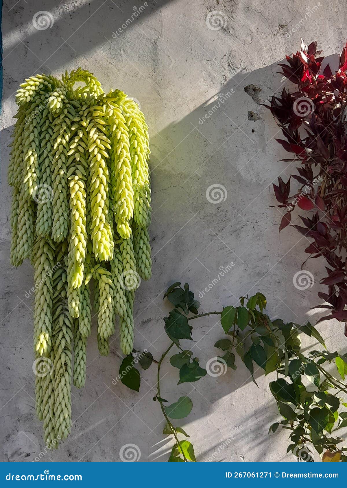 The Plants on the Wall in the Ethereal Springs Moment Stock Image ...