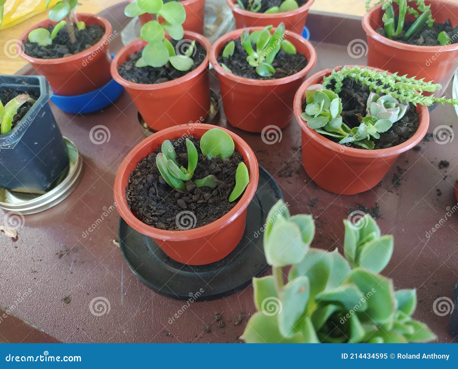 Plants and warehouses stock image. Image of cutter, gardens - 214434595