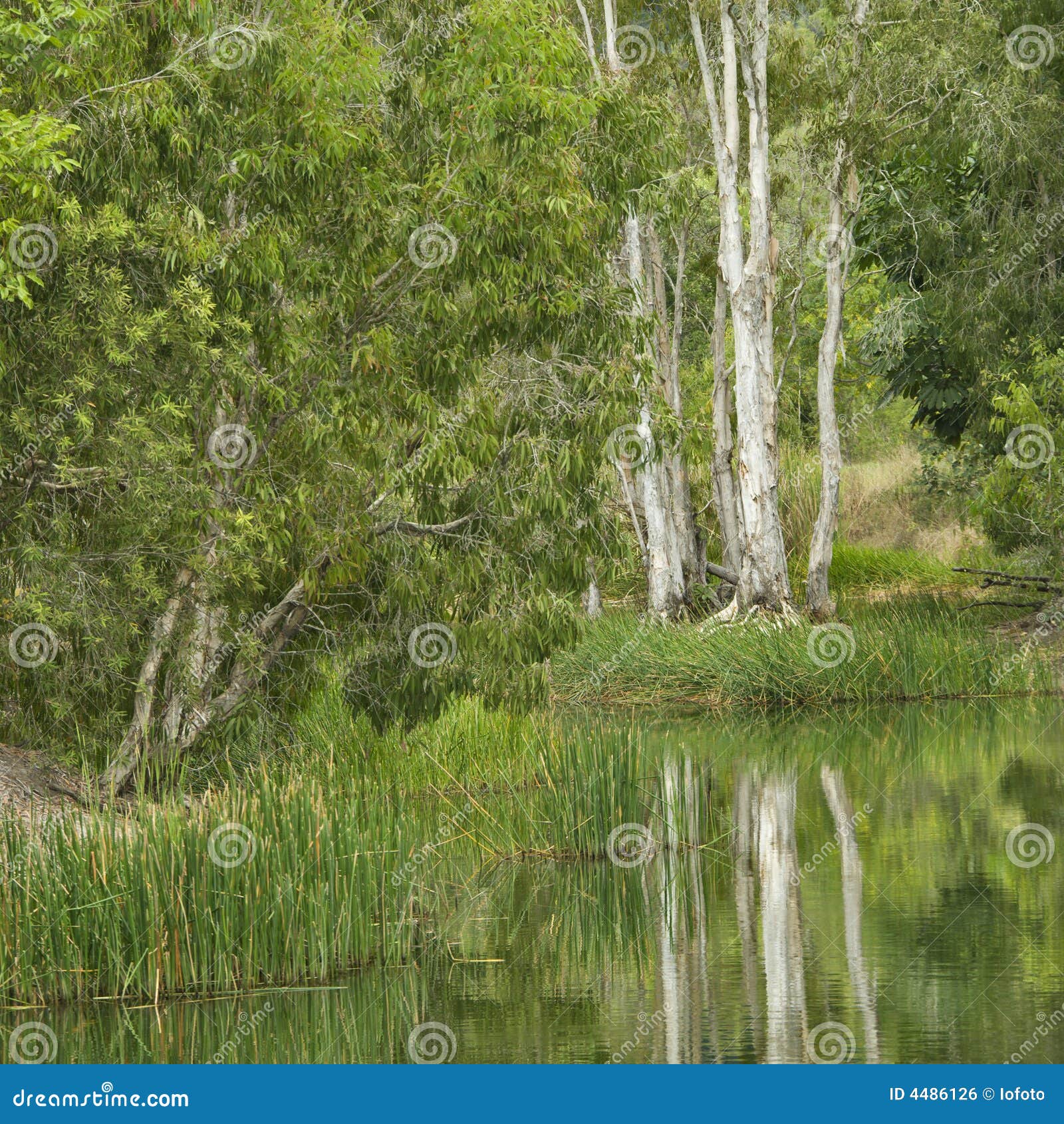 Plants by water edge. stock photo. Image of photograph - 4486126