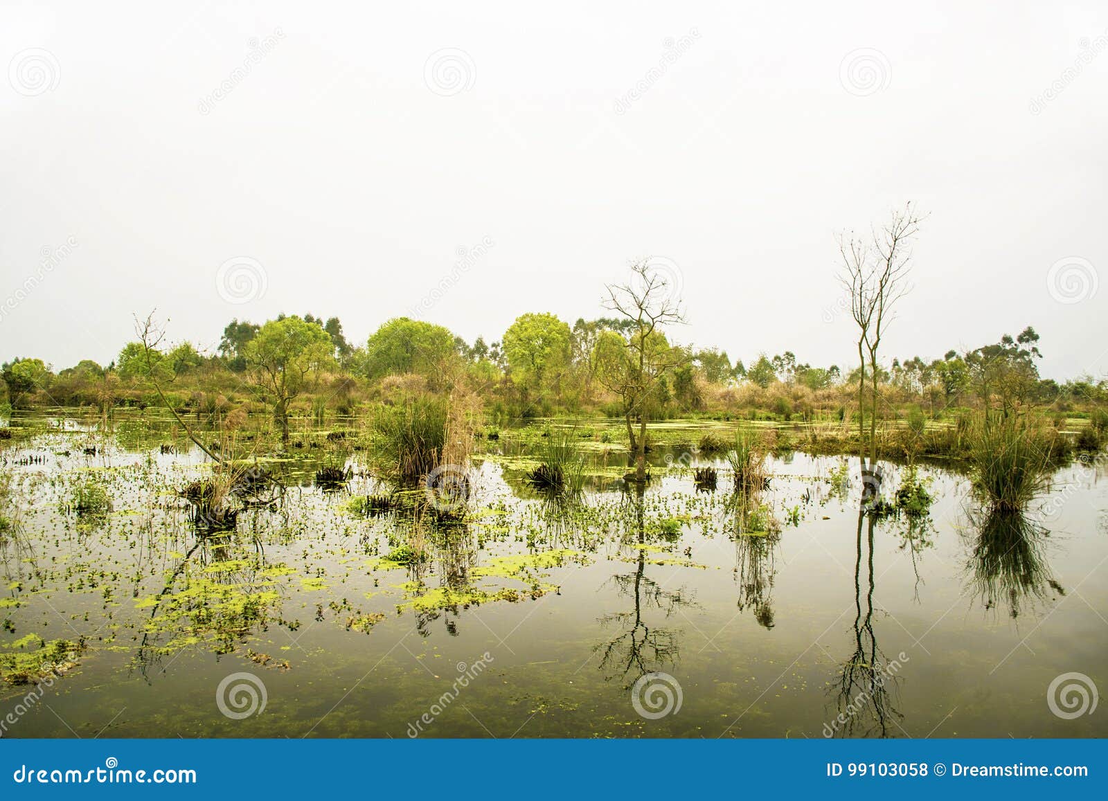 Plants water reflection stock photo. Image of landscape - 99103058