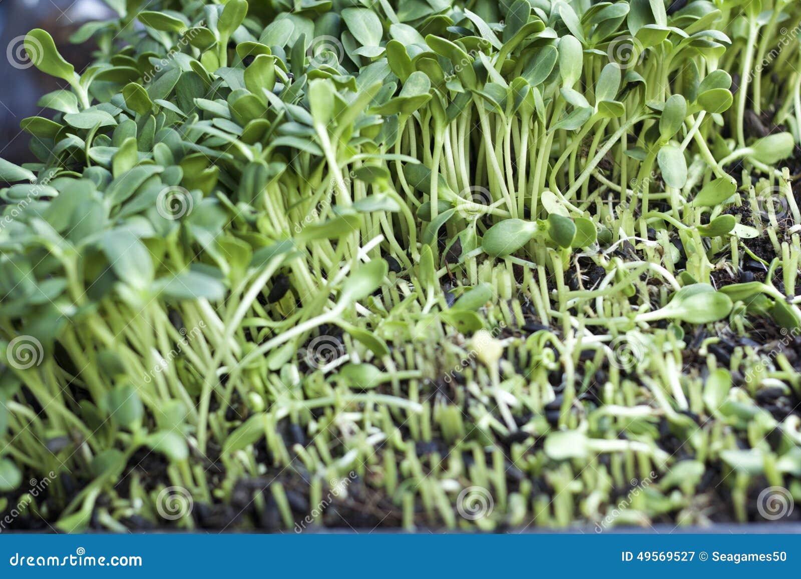 Plants Weak Sunflower with the Nature Stock Image - Image of ...