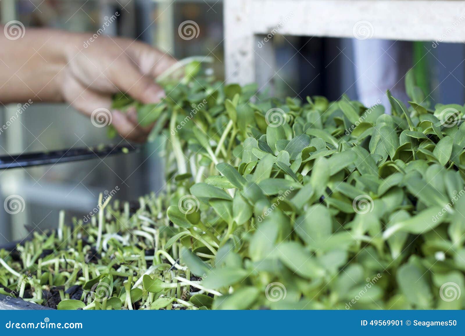 Plants Weak Sunflower with the Nature Stock Image - Image of micro ...