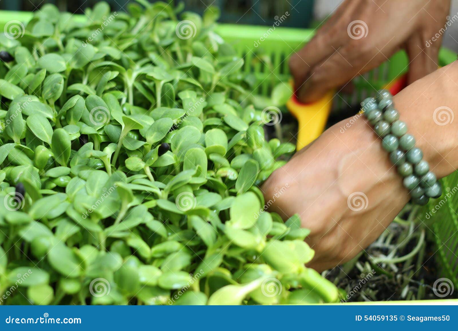 Plants Weak Sunflower with the Nature Stock Image - Image of ...