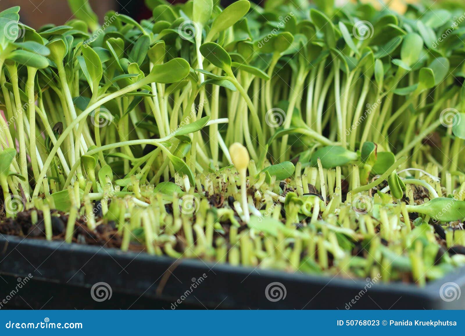 Plants Weak Sunflower with the Nature in a Garden Stock Image - Image ...