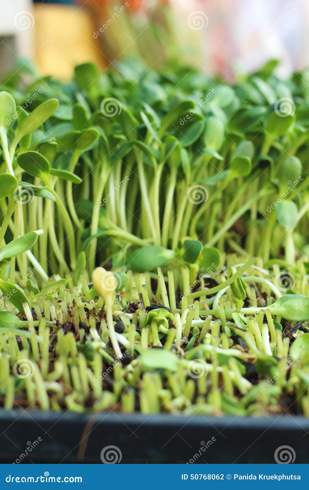 Plants Weak Sunflower with the Nature in a Garden Stock Photo - Image ...