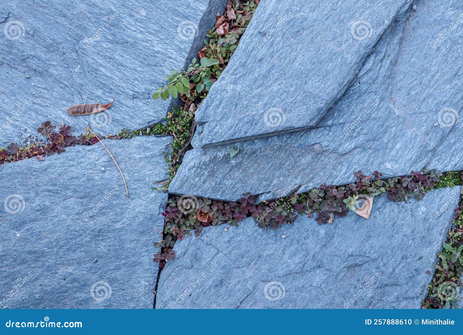 Flagstone pathway stock photo. Image of cobblestones - 257888610