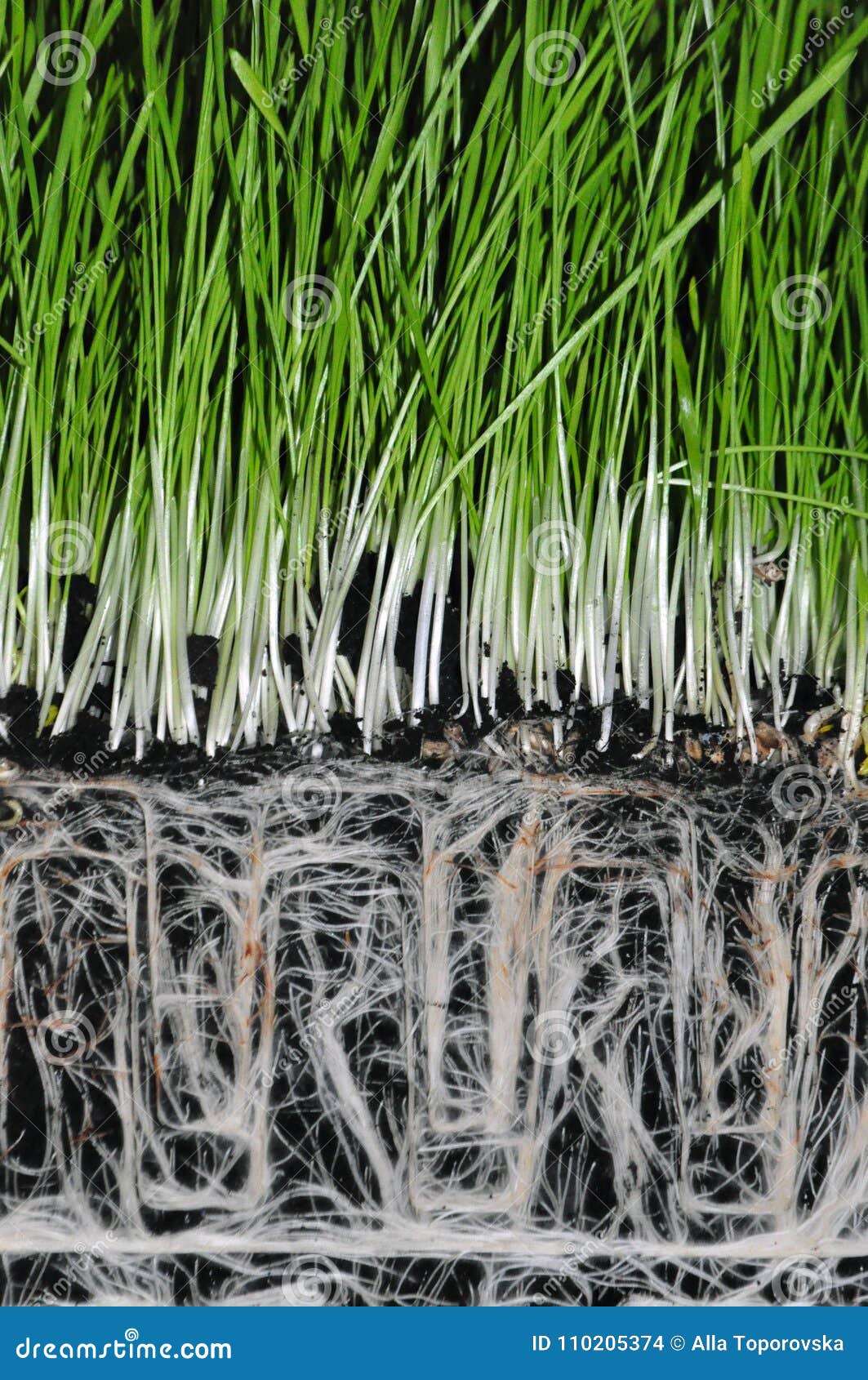 Plants of Wheat with Beautiful White Roots Stock Photo - Image of green ...