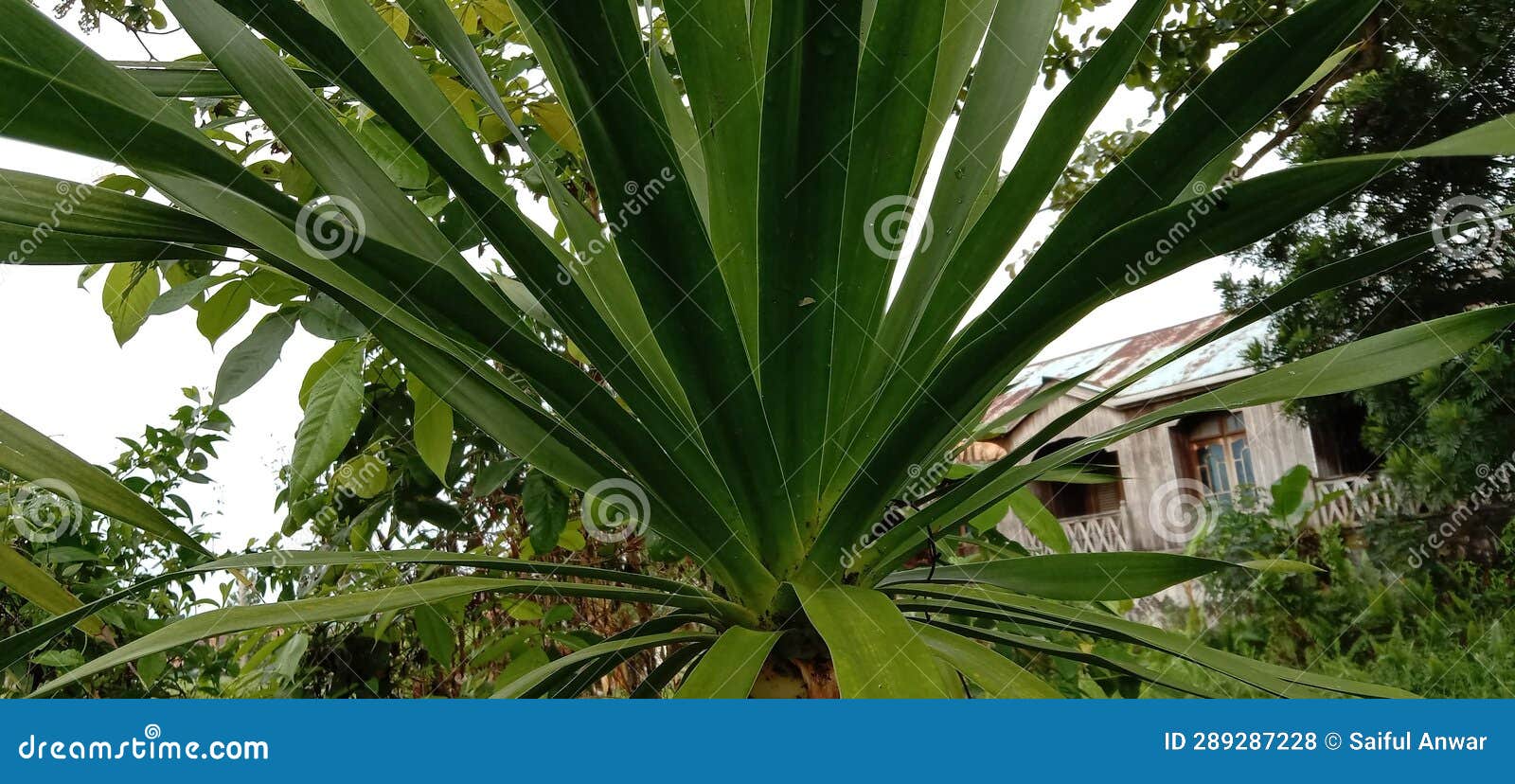 Plants Whose Leaves Spread and are Very Long and Thorny Can Be Seen ...