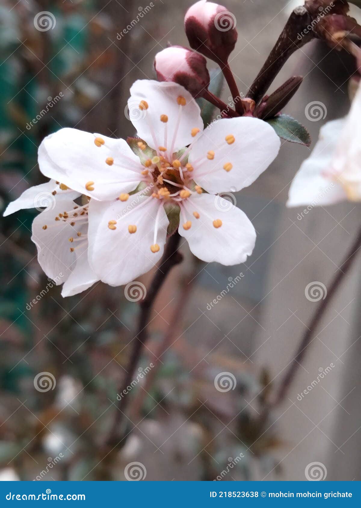 Plants wildflower Trees stock photo. Image of petal - 218523638
