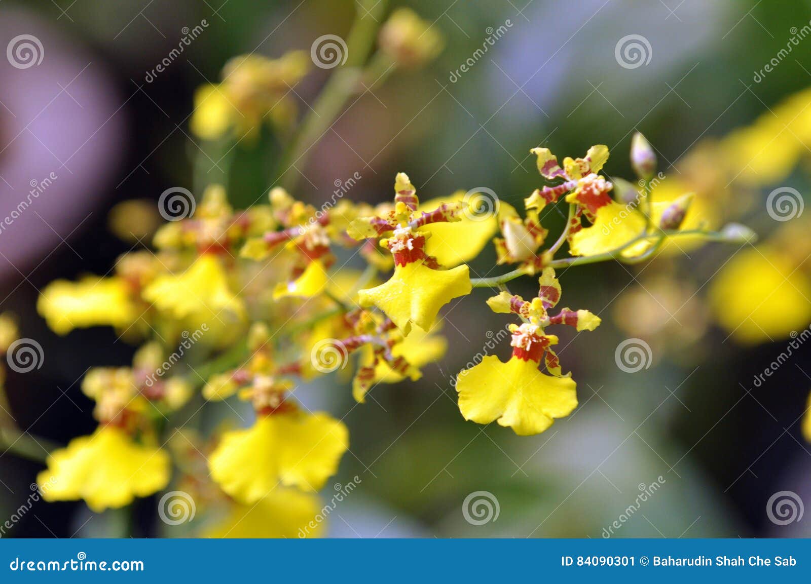 Plants stock image. Image of locus, flowers, plants, landscape - 84090301
