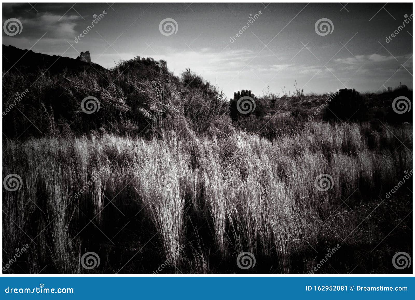 Plants in the wind stock image. Image of landscape, blackandwhite ...